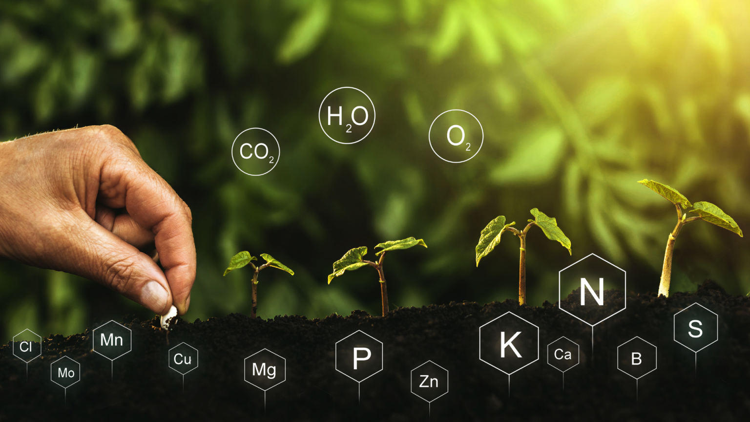 Nutrición Vegetal: Esenciales para un Crecimiento Óptimo de las Plantas ...