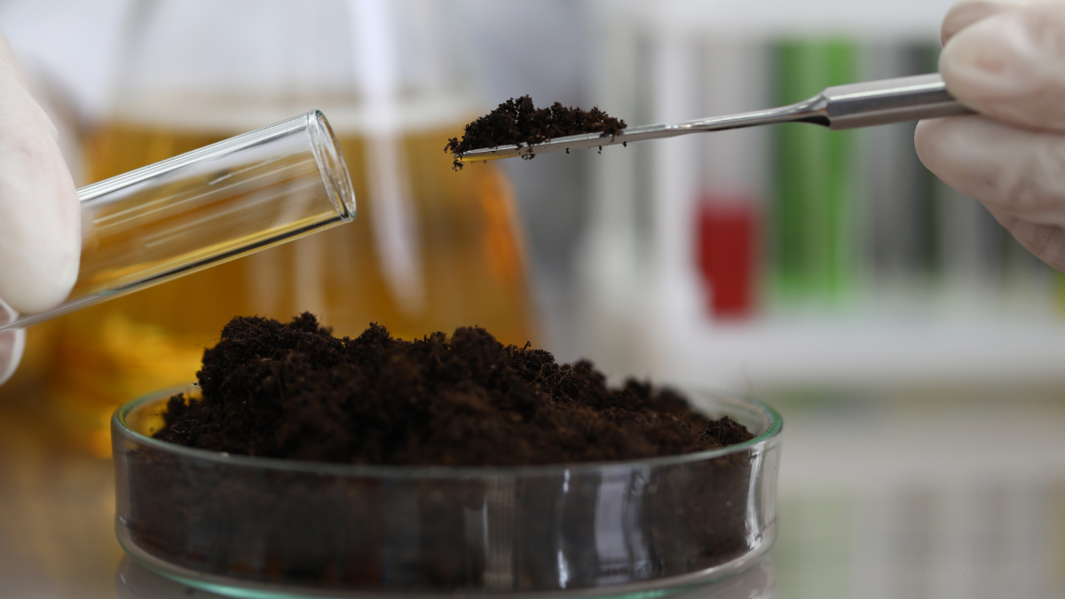 Nutrición Vegetal: Esenciales para un Crecimiento Óptimo de las Plantas ...