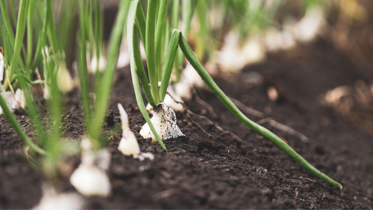 Nutrición en etapas clave del cultivo: del enraizamiento a la ...